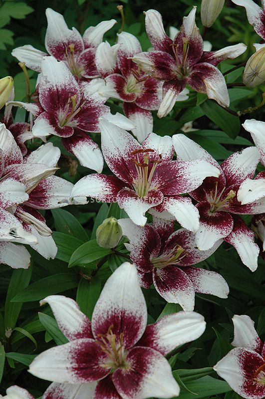 Лилиум азиатски /Lilium asiatic Centerfold / | Лилиуми-LSCH ...