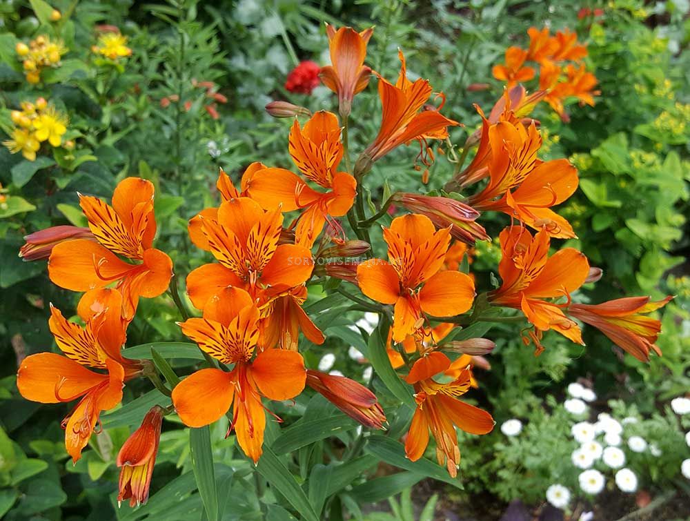 Алстромерия aurea 'Orange King'/ 1 бр | Други-LSCH | SortoviSemena.BG
