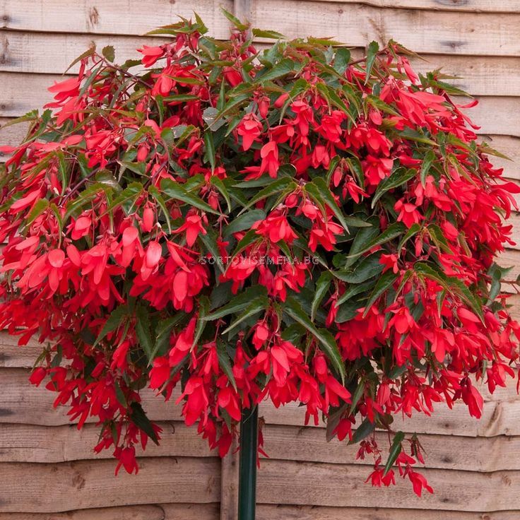 Бегония Bertini Boliviensis 28+ | Бегонии - LSCH | SortoviSemena.BG