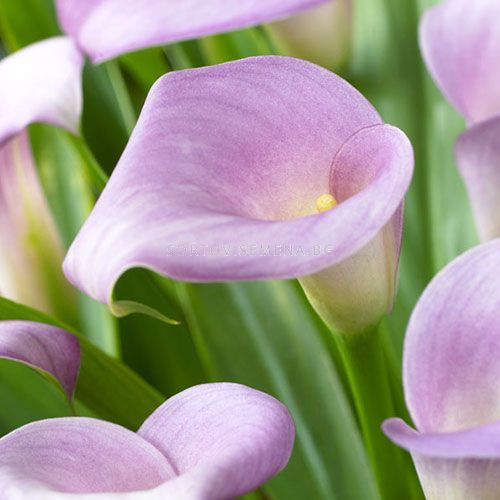 Кала / Ruby Light Pink Ice / 1 бр | Кала | SortoviSemena.BG