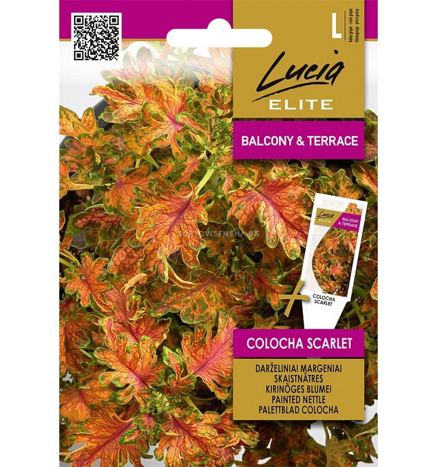 СК СЕМЕНА КОЛЕУС COLOCHA SCARLET | Семена за цветя | SortoviSemena.BG