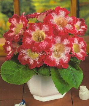 Глоксиния Tigrina Red - 3/4 | Глоксинии-LSCH | SortoviSemena.BG