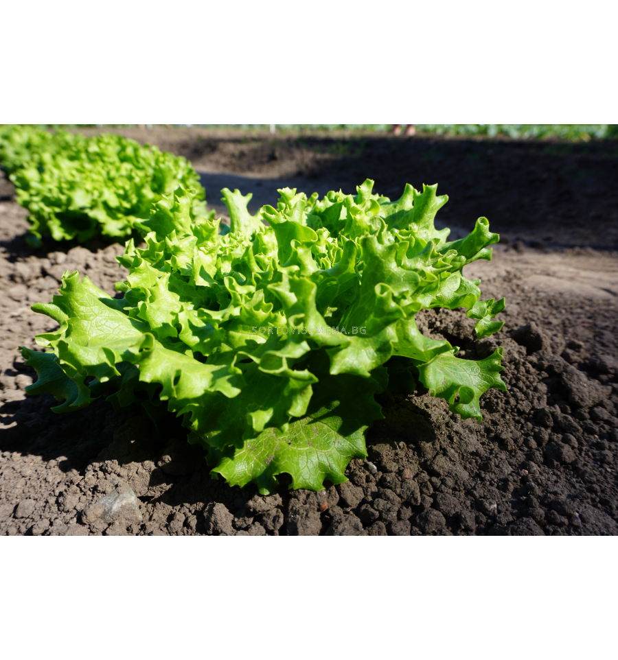 СЕМЕНА САЛАТА CAIPIRA - 'SK - 20 семена | Салати и листни зеленчуци ...