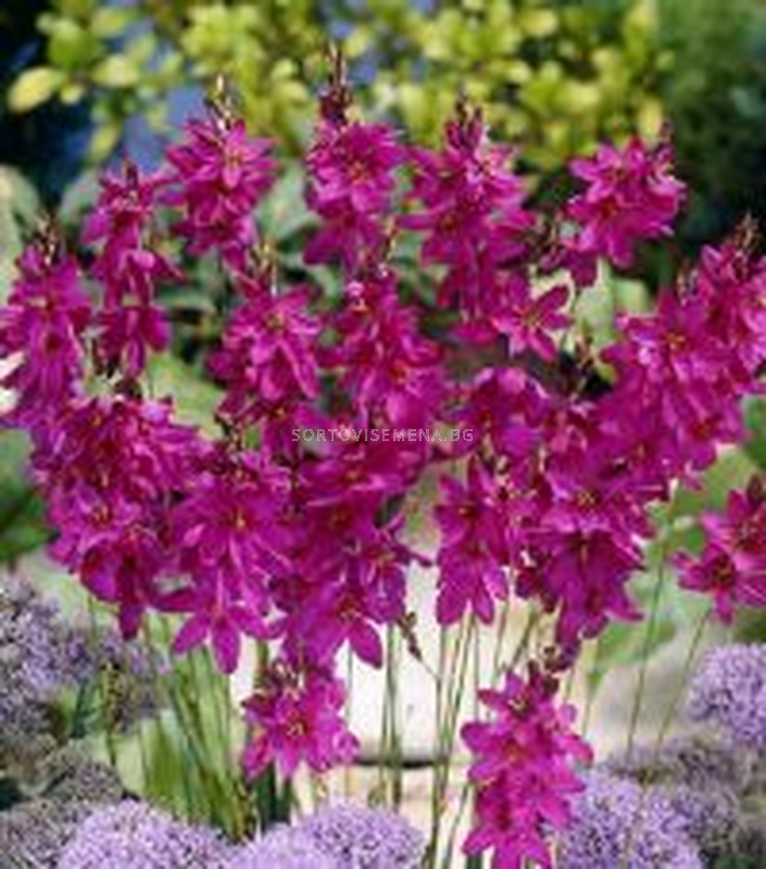 Иксия 'Mabel'/ 1 бр | Други - Lommerse and Schrama | SortoviSemena.BG