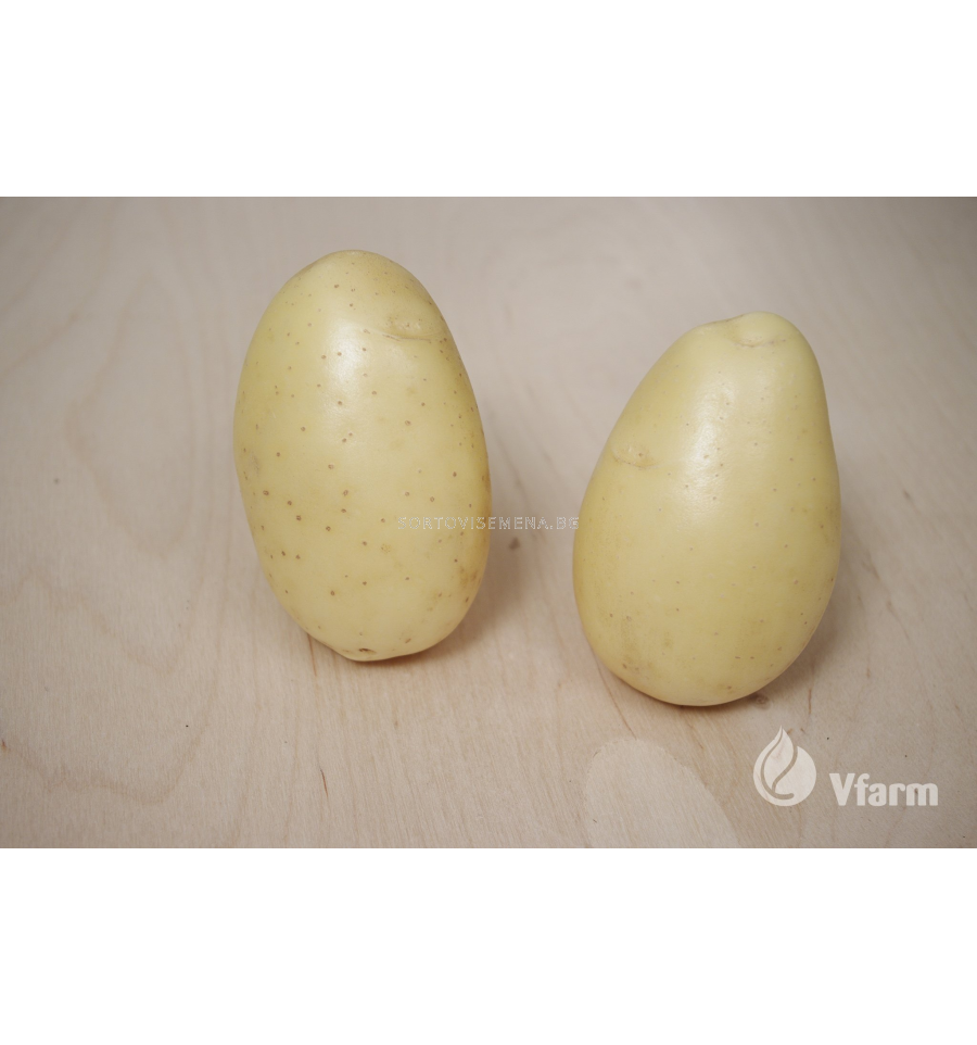 СЕМЕ КАРТОФИ QUEEN ANNE - КАТЕГОРИЯ B | Картофи | SortoviSemena.BG