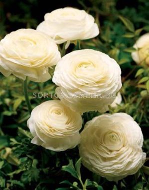 Ранункулус asiaticus 'Aviv' white | Азиатско лютиче (Ранункулус)-LSCH ...