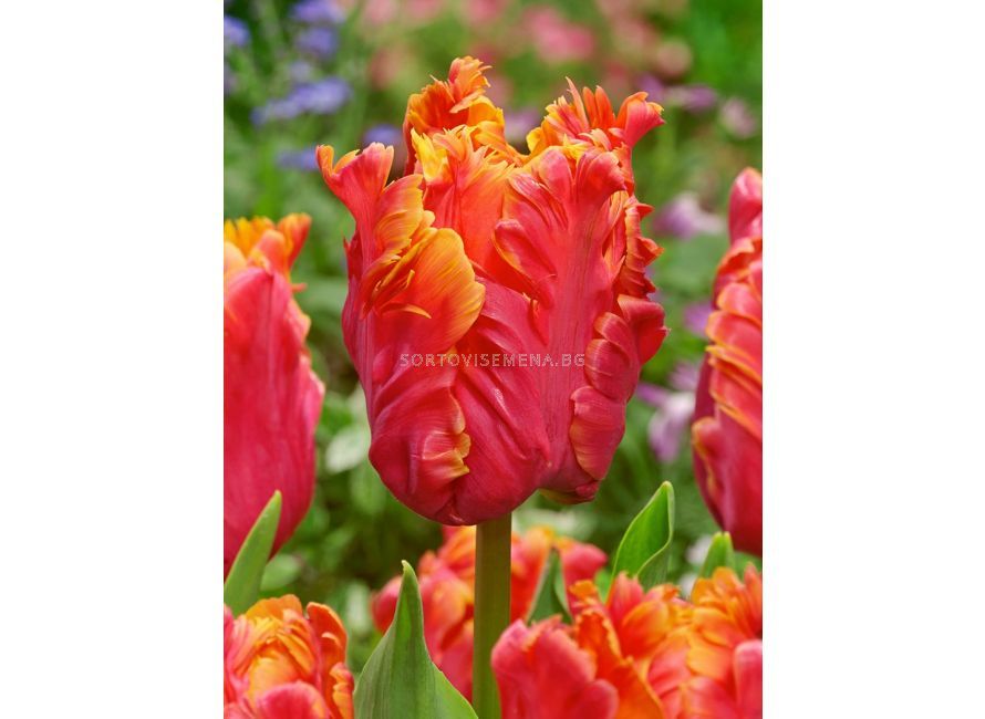 Лале Comet - 10/11 | Лалета | SortoviSemena.BG