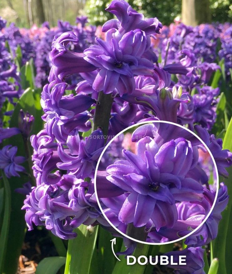 Зюмбюл / HYACINTHS Lili Purple / 15/16 | Зюмбюли | SortoviSemena.BG