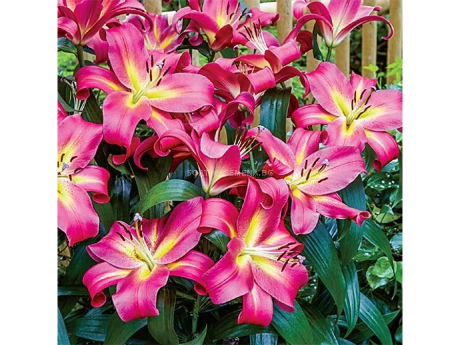 Лилиум / Lilium ot-hybrids 'Empoli' / 1 бр | Лилиуми-LSCH ...