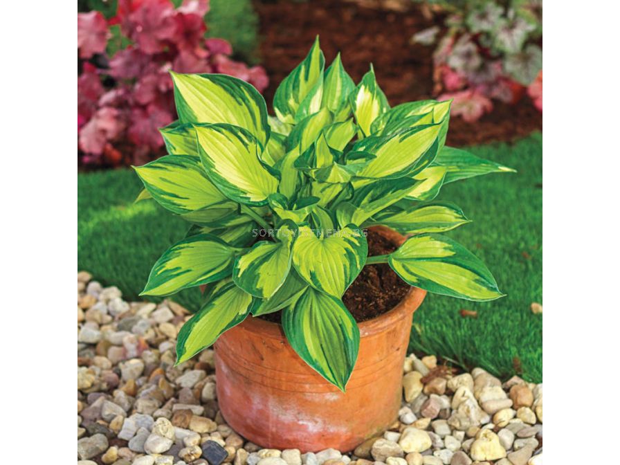 Хоста /HOSTA COLORED HULK/ 1 бр | Хоста | SortoviSemena.BG