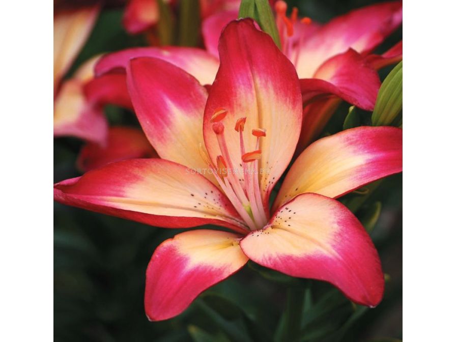 Лилиум asiatic 'Heartstrings'/ 1 бр | Лилиуми-LSCH | SortoviSemena.BG