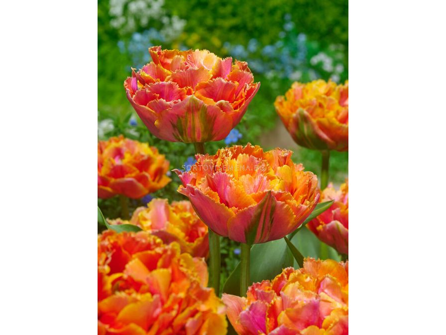 Лале /Tulip Royal Centennial/ 11/12 | Лалета | SortoviSemena.BG