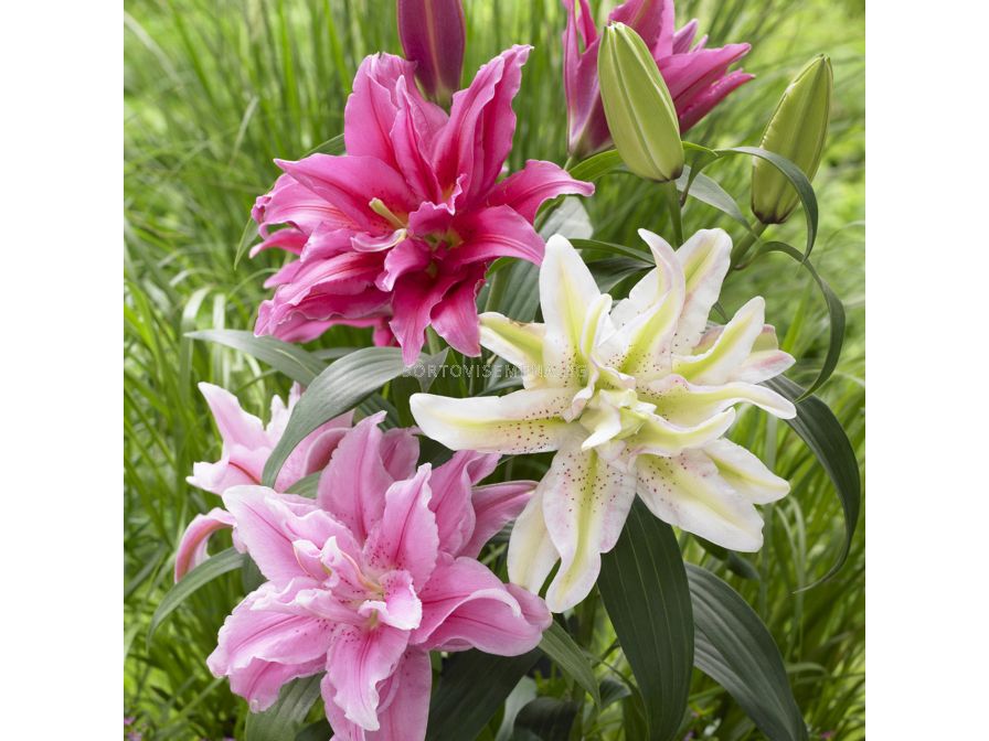Лилиуми Oriental Double Mixed - 3бр. | Лилиуми-LSCH | SortoviSemena.BG