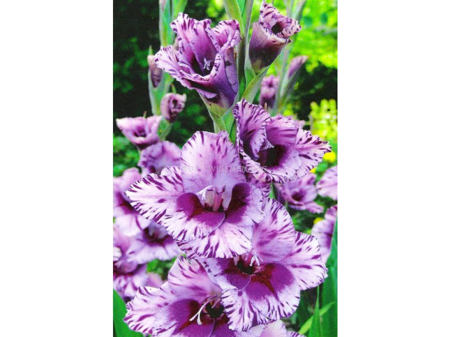 гладиол Passos - gladiolus Passos | Гладиоли | SortoviSemena.BG