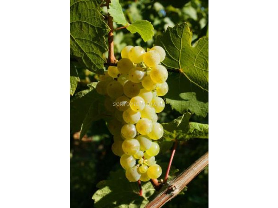 Холандско бяло десертно грозде - 1 бр | Плодни храсти и овошки ...