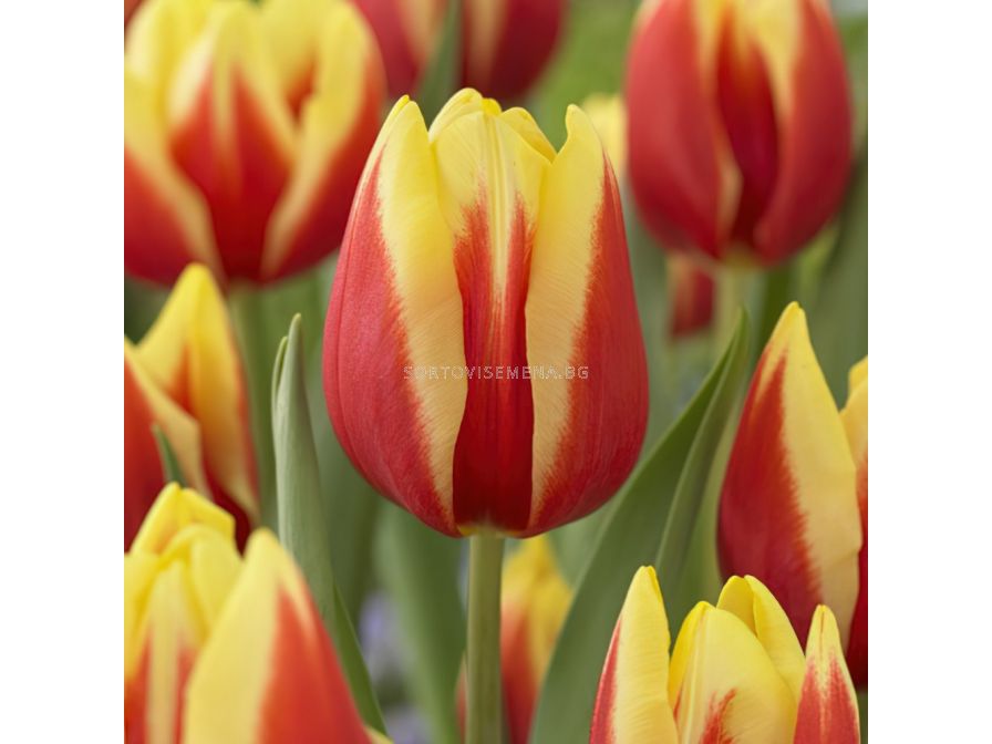 Лале /Tulip Jan Seignette/ 1 бр | Лалета-LSCH | SortoviSemena.BG