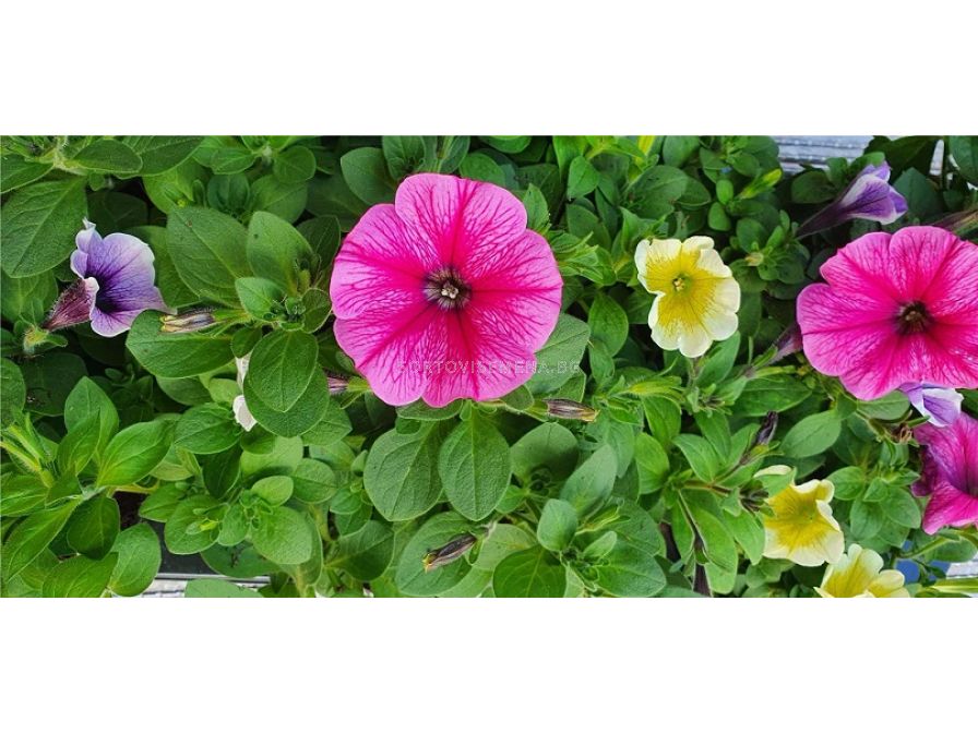 Каскадна петуния различни цветове (разсад) | Разсади цветя-пролетни ...