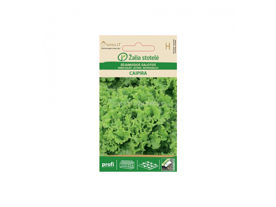 САЛАТА CAIPIRA, LETTUCE - 'SK - 20 семена | Салати и листни зеленчуци ...