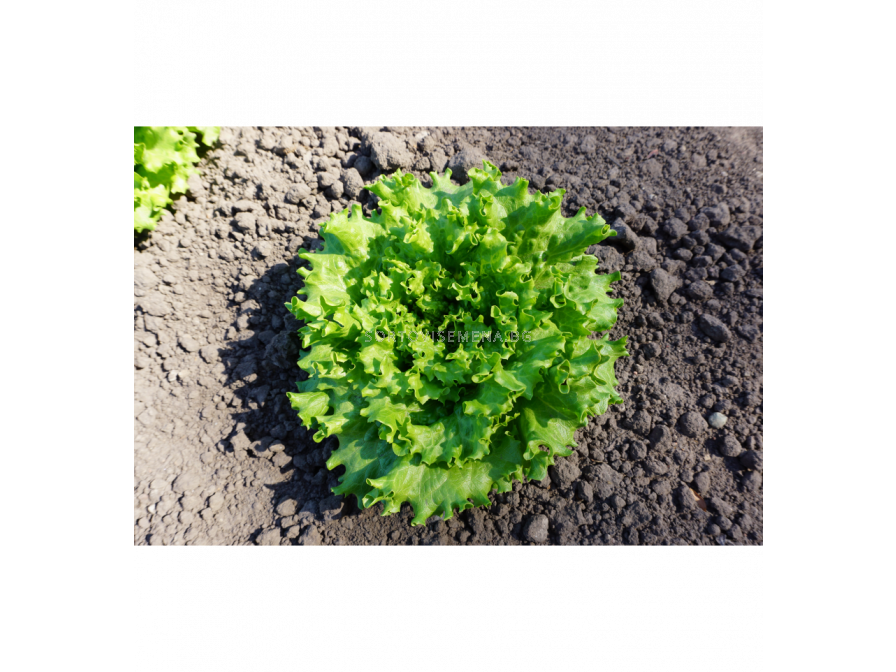 САЛАТА CAIPIRA, LETTUCE - 'SK - 20 семена | Салати и листни зеленчуци ...