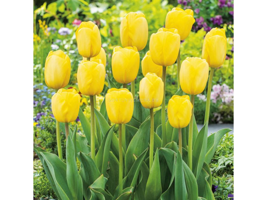 Лале Novi Sun/ 10/11 | Лалета | SortoviSemena.BG