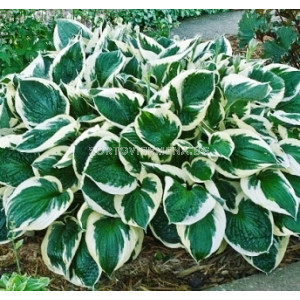 Хоста /HOSTA COLORED HULK/ 1 бр | Хоста | SortoviSemena.BG