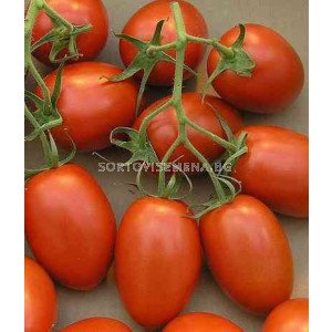 Семена домати Чибли F1 - tomato Chibli F1 - 2500 сем | Домати' Profi ...