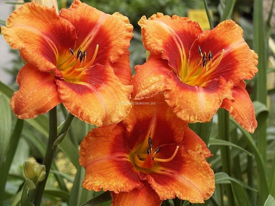 Хемерокалис Тигер / Hemerocallis Tigger / 1 бр | Хемерокалиси ...