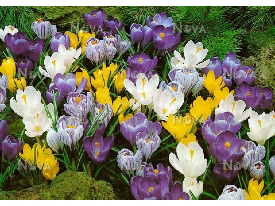 Минзухари вернус микс / Crocus vernus mix / | Минзухари- Lammerse and ...