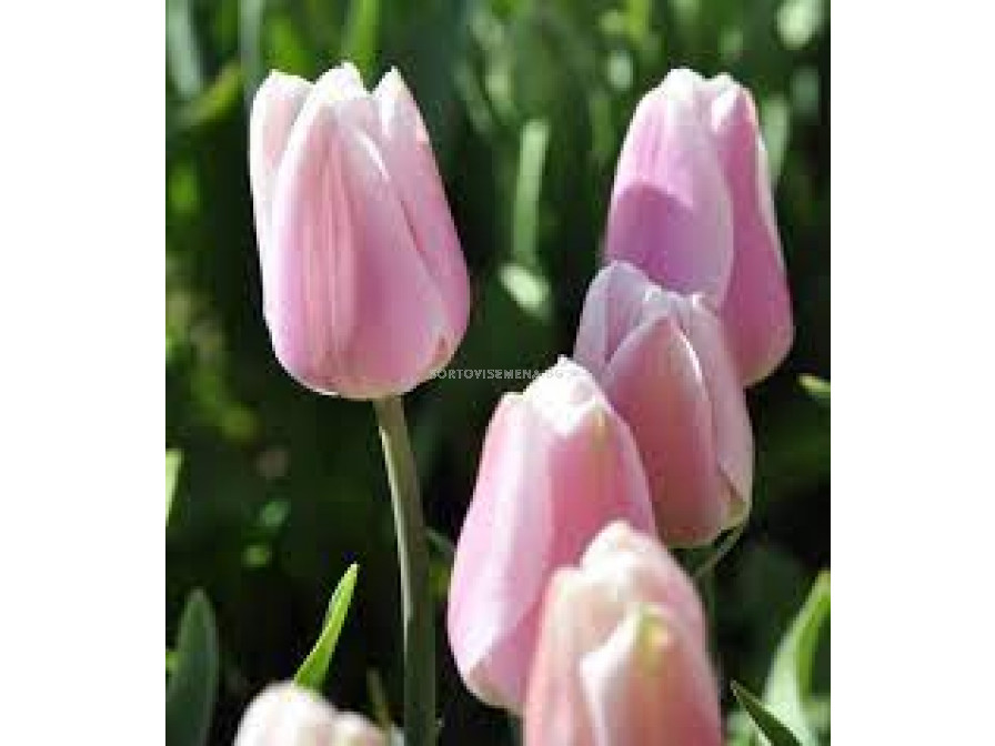 Лале /Tulip Gabriella/ 11/12 | Лалета | SortoviSemena.BG