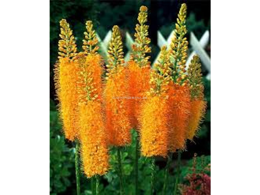Еремурус Рексона /Eremurus ruiter-hybrid 'Rexona'/ | Други-пролетни ...