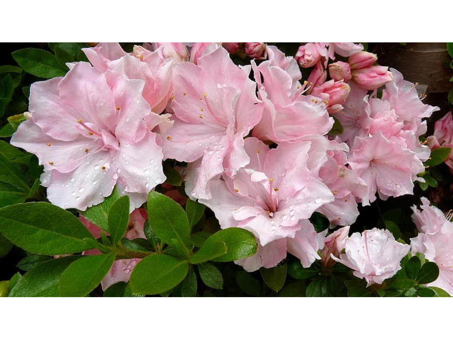 Азалия розова /Azalea Japonica Pink / 1 бр | Декоративни храсти ...