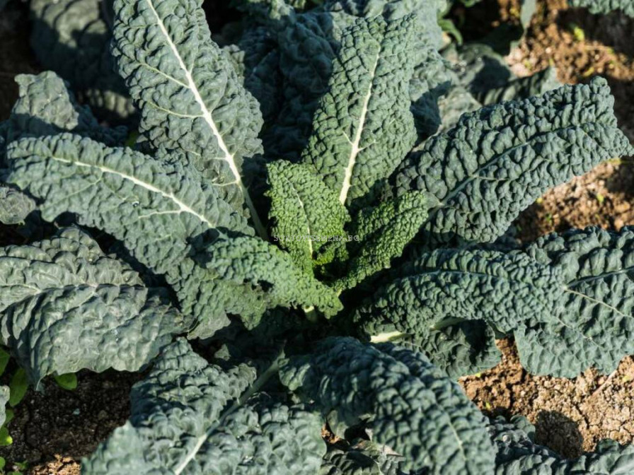 Семена Кейл CAVOLO DA FORAGGIO MEGA PACK - BL | Салати и листни ...