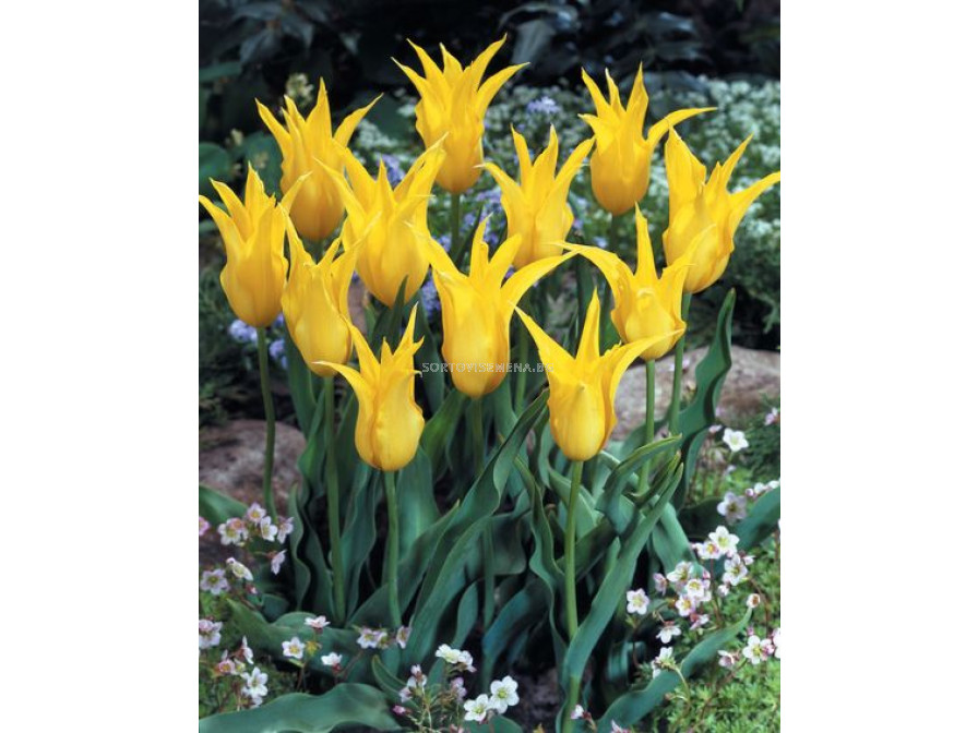 лале Lilyflowering Seattle - tulip Lilyflowering Seattle - 5 бр ...