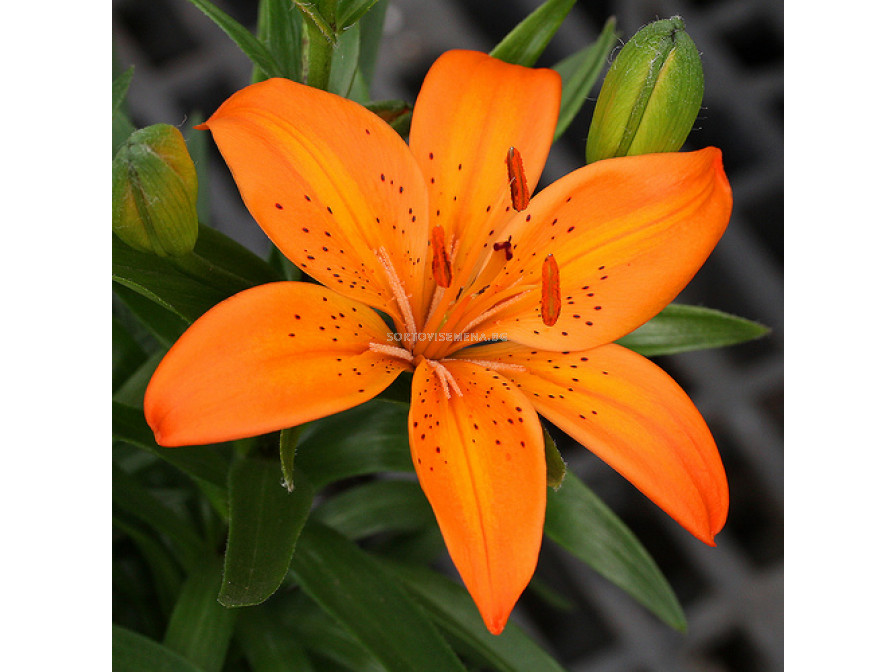 Лилиум Азиатски (Lilium Asiatic) Оранжев | Лилиуми-LSCH | SortoviSemena.BG