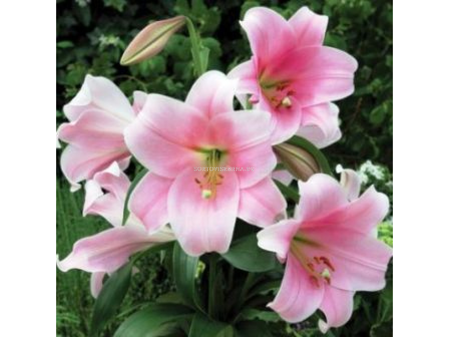 Лилиум (Lilium) Тромпет Prince promise - 1 бр | Лилиуми-LSCH ...