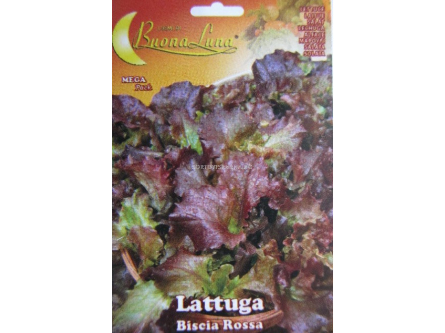 Салата (Lettuce) Biscia Rossa | Салати и листни зеленчуци ...