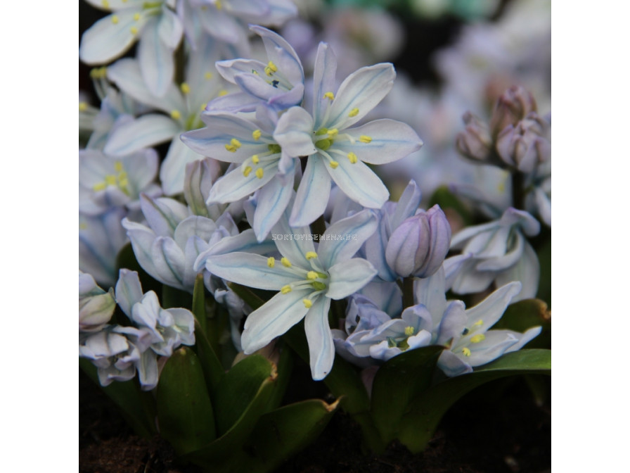 Синчец /Scilla mischtschenkoana/ | Други луковици | SortoviSemena.BG