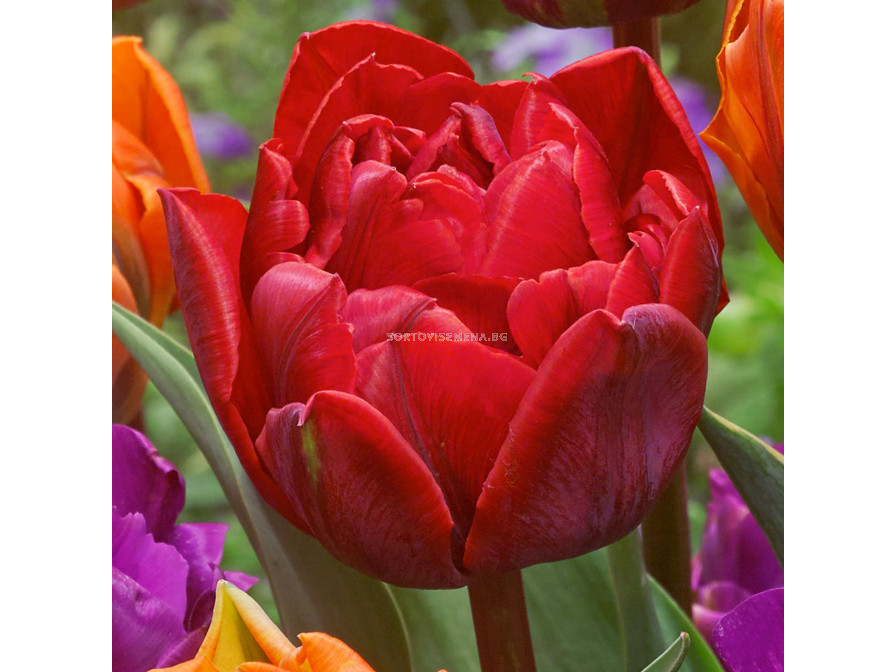 Лале /Tulip Red Princess/ 11/12 | Лалета | SortoviSemena.BG