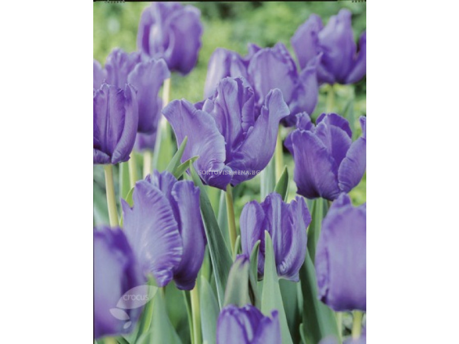 Лале (Tulip) Single Late Bleu Aimable - 1бр | Лалета. | SortoviSemena.BG